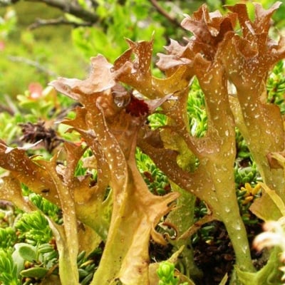 ИСЛАНДСКИ ЛИШЕЙ (Cetraria islandica L. Ach.) | Билковит ...