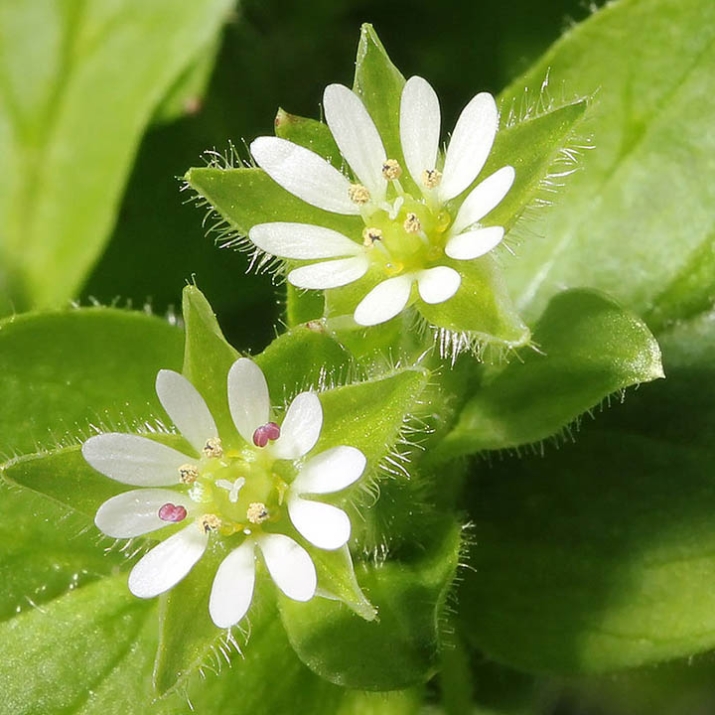 ВРАБЧОВИ ЧРЕВЦА – Звездица, птича трева (Stellaria media ...